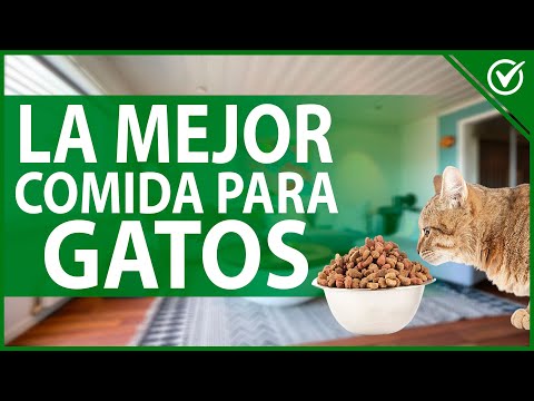 🐱 ¿Cuál es la Mejor Comida Para Gatos? El Mejor Alimento Para mi Gato 🐱🥩