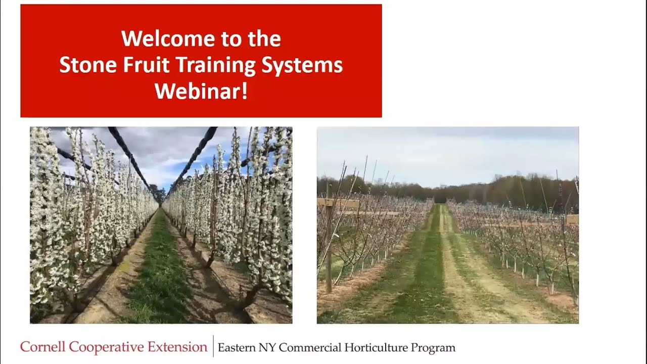 Modern Stone Fruit Training Systems webinar