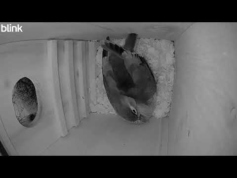 Wood duck mom moving eggs in nest box in the middle beaver pond at Edwards Meadows HOA