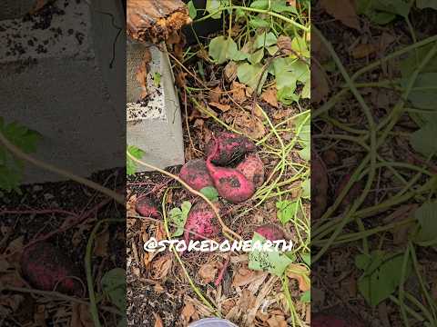 Purple Sweet Potatoes Escaped to Produce MORE Tubers