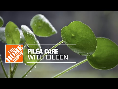 Pilea peperomioides (Chinese Money Plant) Care with Eileen | Indoor House Plants | The Home Depot