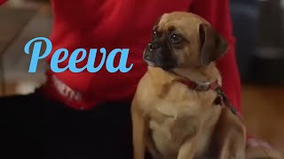 Peeva Software - 2025 Reviews, Pricing & Demo