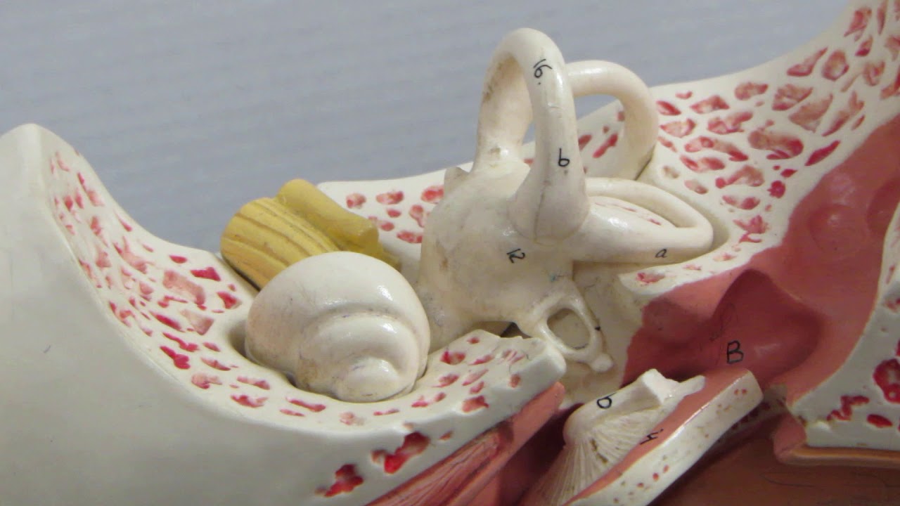 AP1 Lab Ear Model Demo