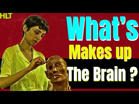 What Is The Human Brain Made of