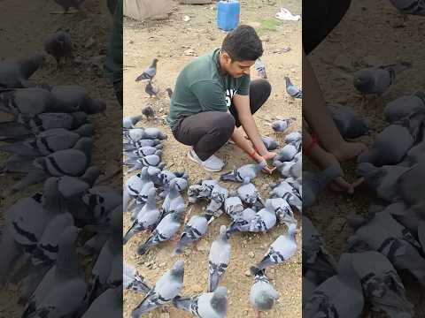 Feeding Pigeons Moong Dal | Peaceful Morning with Birds | Nature Love Short