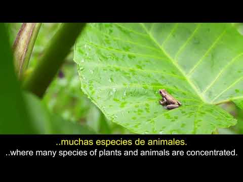 How to say in Spanish "cloud forest" . Let's learn it from a documentary