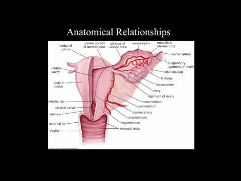 Female Reproductive System Ovary