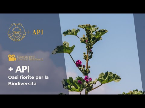 +Api + Future - CONTEST NAZIONALE + API 2025