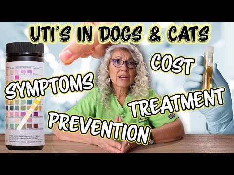 Urinary Tract Infections (UTIs) in Dogs & Cats