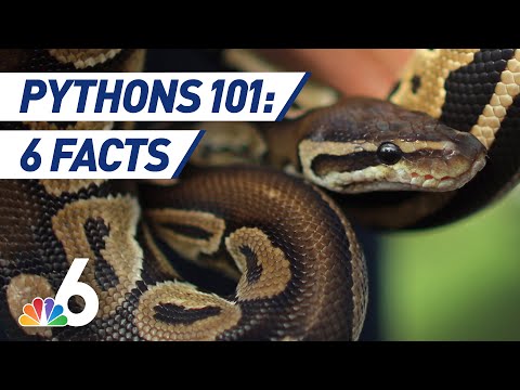 Pythons 101: Six Facts You Didn't Know