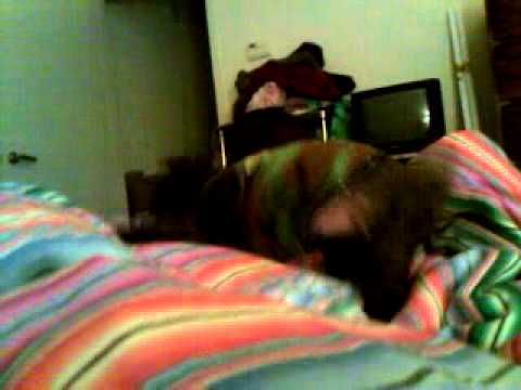 VIDEO0003.3gp