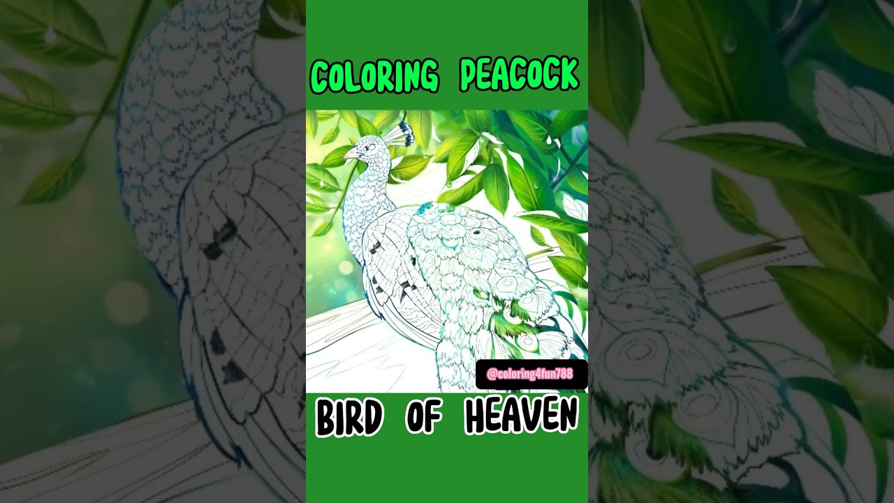 COLORING PEACOCK The Bird of heaven || @coloring4fun788 #coloring #drawing #painting #amazing