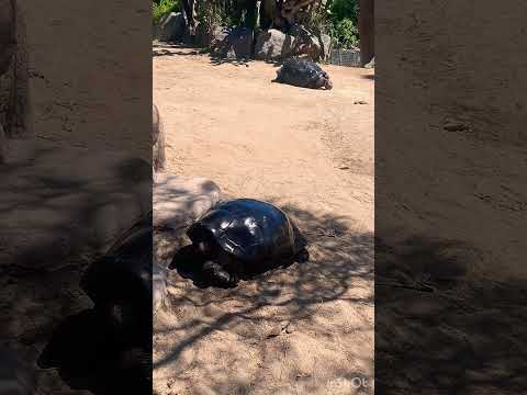 How long the Lifespan of Galapagos Tortoises?🐢 #ytshorts#akankshamishra#