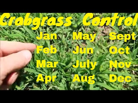 Crabgrass Control - How to Get RId of Crabgrass in Your Lawn