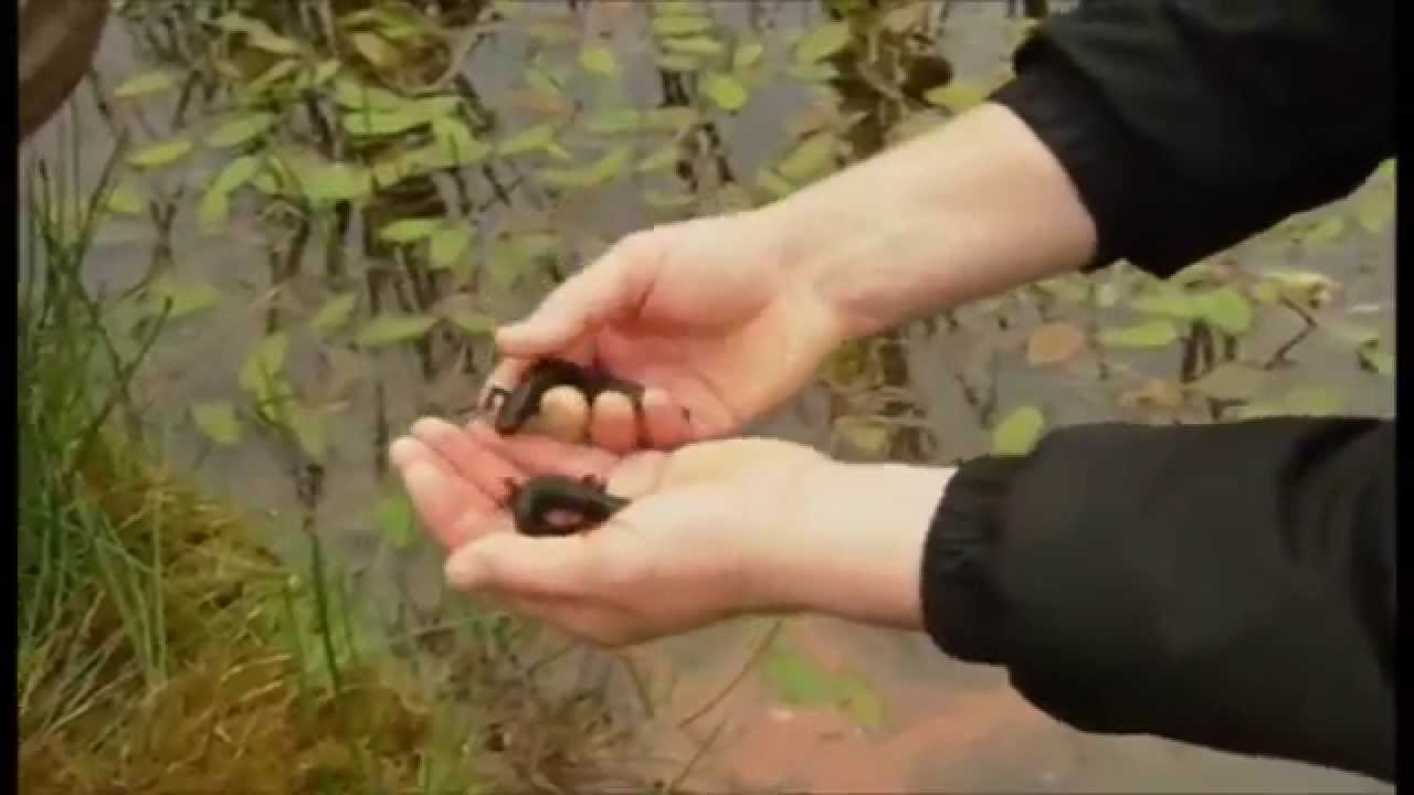 Great Crested Newts on Wild Britain with Ray Mears (2010)
