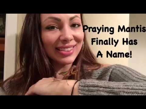 PRAYING MANTIS Finally Has a NAME!