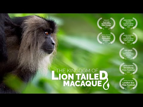 The Kingdom of Lion Tailed Macaque - Wildlife Documentary