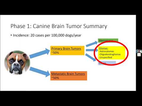 February 23, 2021 - Susan A. Arnold, DVM, Diplomate ACVIM (Neurology)