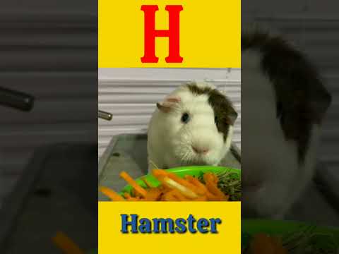 Animals Starting With H - Learn Animal Words That Start With Letters H h #viral | #shorts |#abc