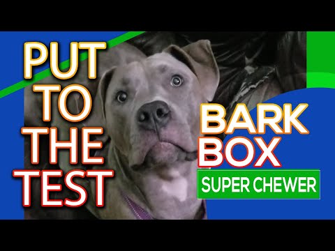 Is Barkbox Super Chewer Box Really for Super Chewers? 6 Month Subscription Review, Is It Worth It?