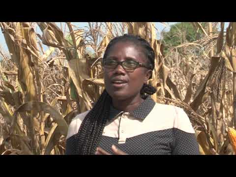 Maize variety. CSIR - Savanna Agricultural Research Intitute (SARI)