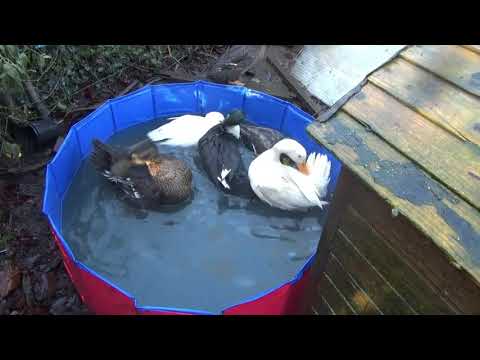 Why you need to keep the duck pond clean | Self-Sufficiency | Before It ...