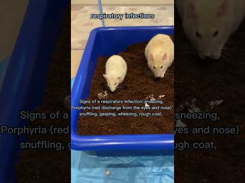 A few health problems rats can get. #rats #pets #petrats