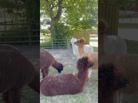 Alpaca Song 🦙 Don’t Call Me a Llama! #animals #childrensmusic #kidsmusic #learning #preschool #kids