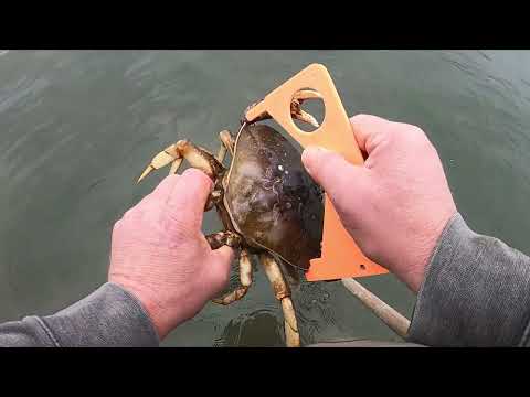 Identification Of Dungeness Crab