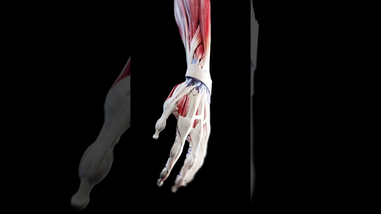Animated anatomy of your hand #meded #anatomy #3dmodel