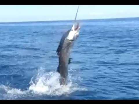 Fishing for Sailfish out of Los Suenos, Costa Rica