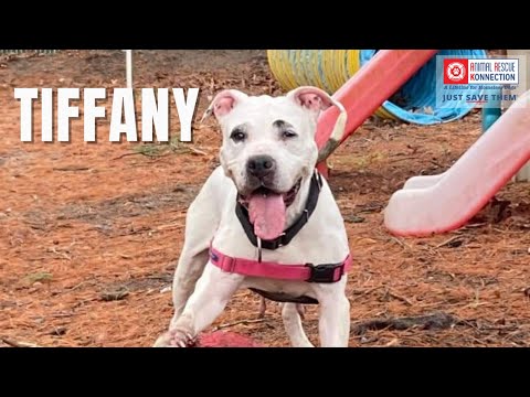 *ADOPTED* Meet Tiffany! Pit Bull Terrier ▪ Attleboro, MA