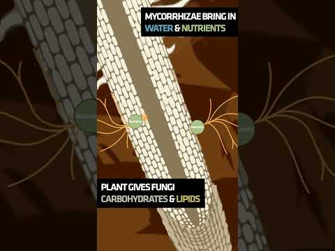 What is Mycorrhizal Fungi #gardening #rootgrowth #soilamendment #plant