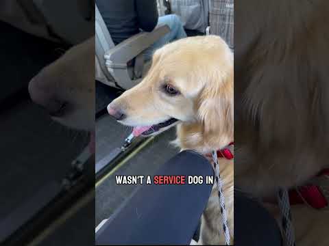 #petfriendly #dogtravel #youtubeshorts #shorts #travelvlog #jsx