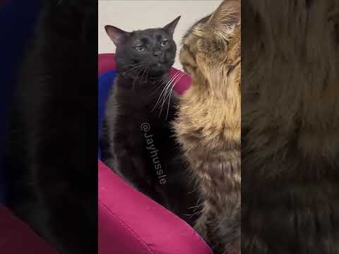 Black cat meme OG VIDEO