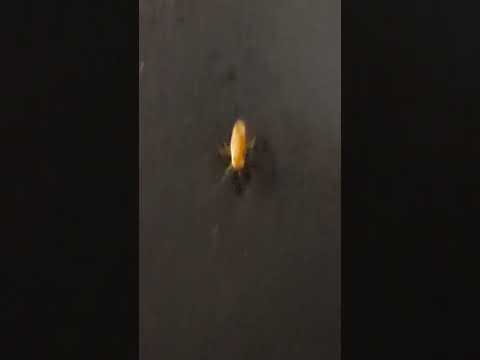 Steam Community :: Video :: Cute little roach boi