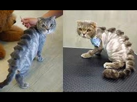 24 Ways to Tell If You Are The Crazy Cat Lady
