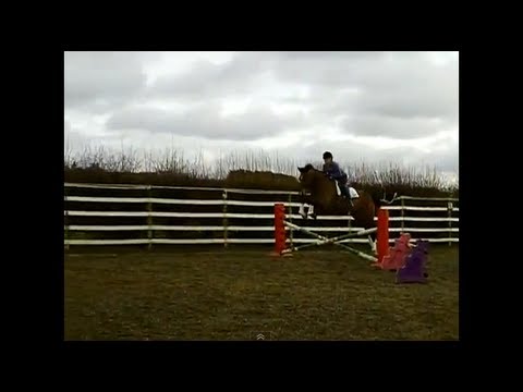 5 year old show jumper for sale