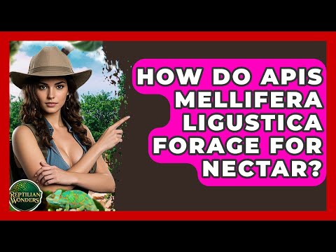 How Do Apis Mellifera Ligustica Forage For Nectar? - Reptilian Wonders