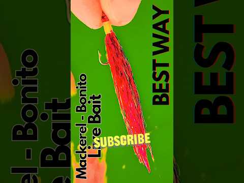 Sabiki Rig | BEST WAY to Catch Live Bait Fish, Mackerel, Bonito, Horse Mackerel #fishing #diy