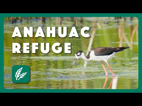 Anahuac National Wildlife Refuge - Postcard From Texas