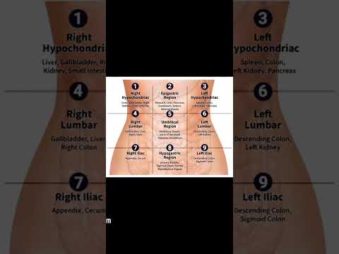 nine abdominal regions and location of organs????