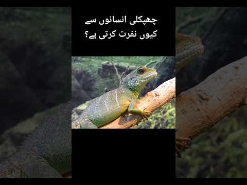 چھپکلی انسانوں سے کیوں نفرت کرتی ہے؟ | Chipkali Ki Asleeyat #youtube #youtubeshorts #ytshorts #viral