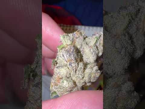 TERPY TIME TASTE BUDS - NEW DROP !!!! - BOSKI GENETICS - LA POP ROCKS x PURPLE PUSH POP #new #2025