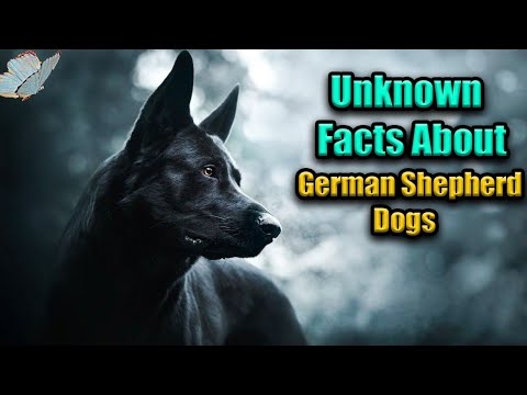 German Shepherds: 10 Mind-Blowing Facts! #trending