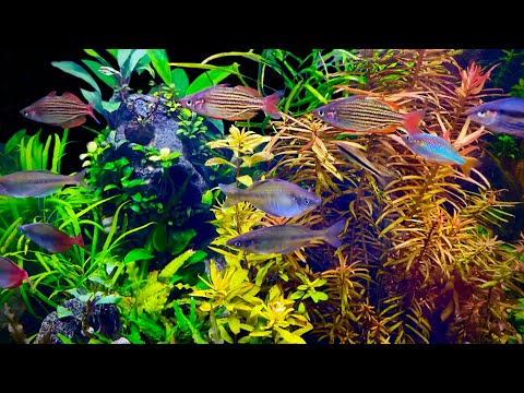 A Local Fish Store That Does it Right: Tropiquatics Fish Store Tour