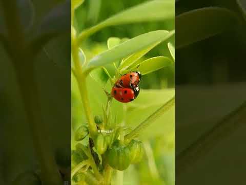 Thing of Beauty || Seven-spotted Lady Beetle