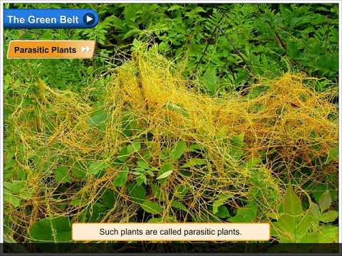 Parasitic Plants | Environmental Studies Class 5