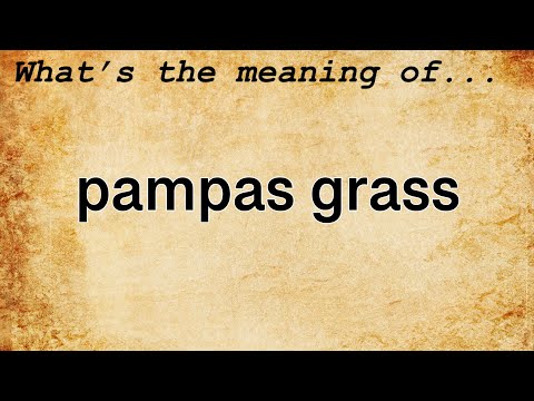 Pampas Grass Meaning : Definition of Pampas Grass
