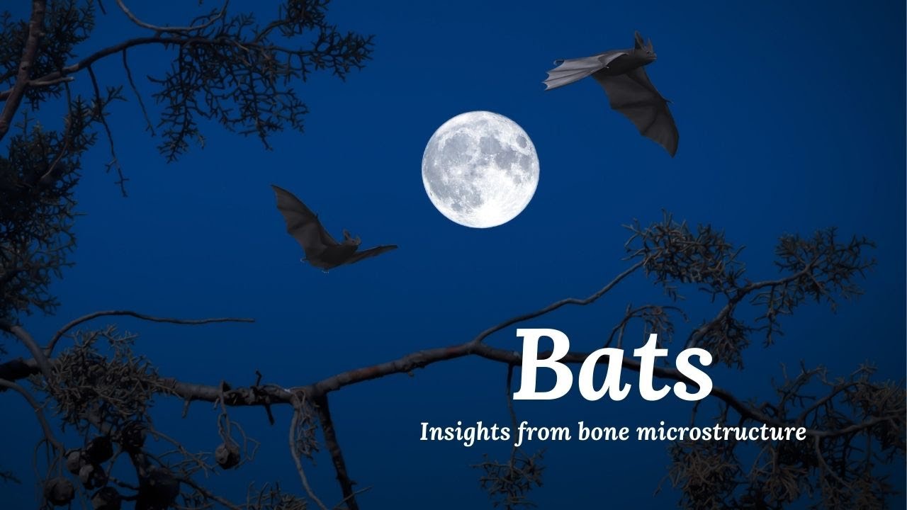 Bats: Insights from bone microstructure
